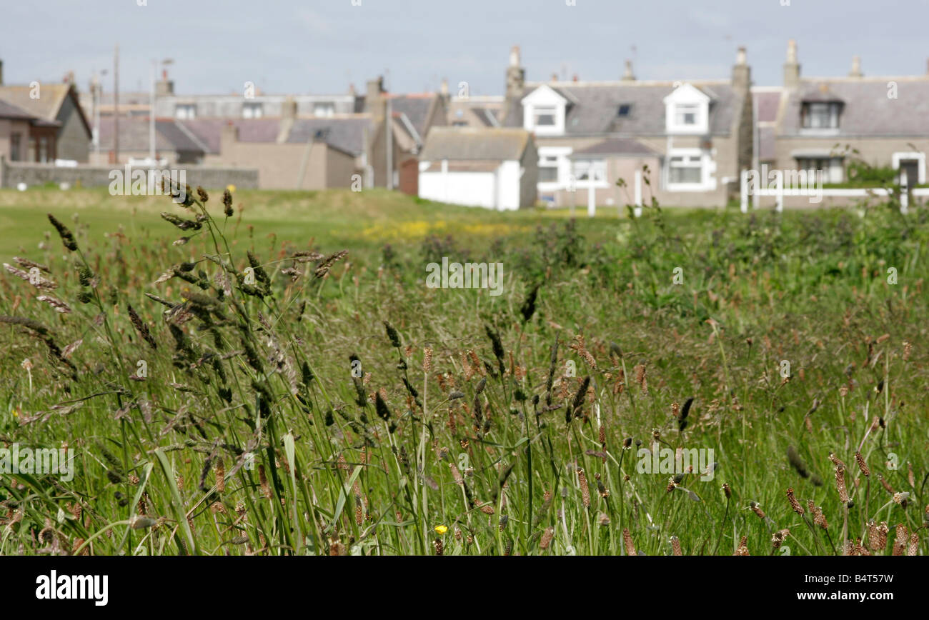 Surf grasses hi-res stock photography and images - Alamy