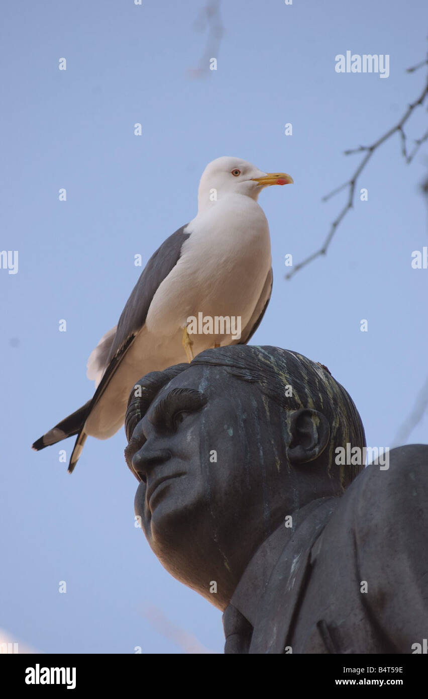 Gull perched on top of the Aneurin Bevan statue in Queen Street Cardiff ...