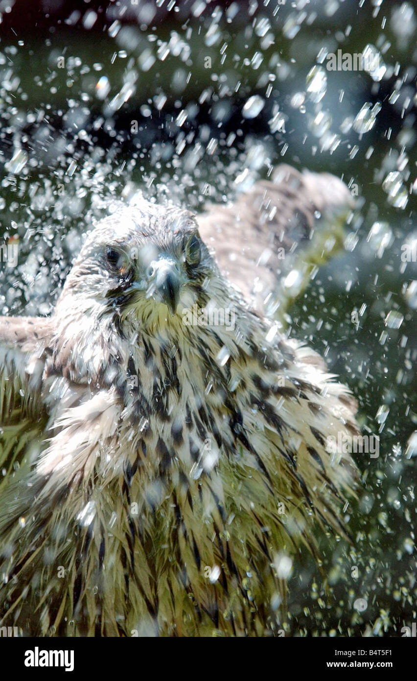 Keeping Cool at the Welsh Hawking Centre near Barry A Gyr Falcon whose ...
