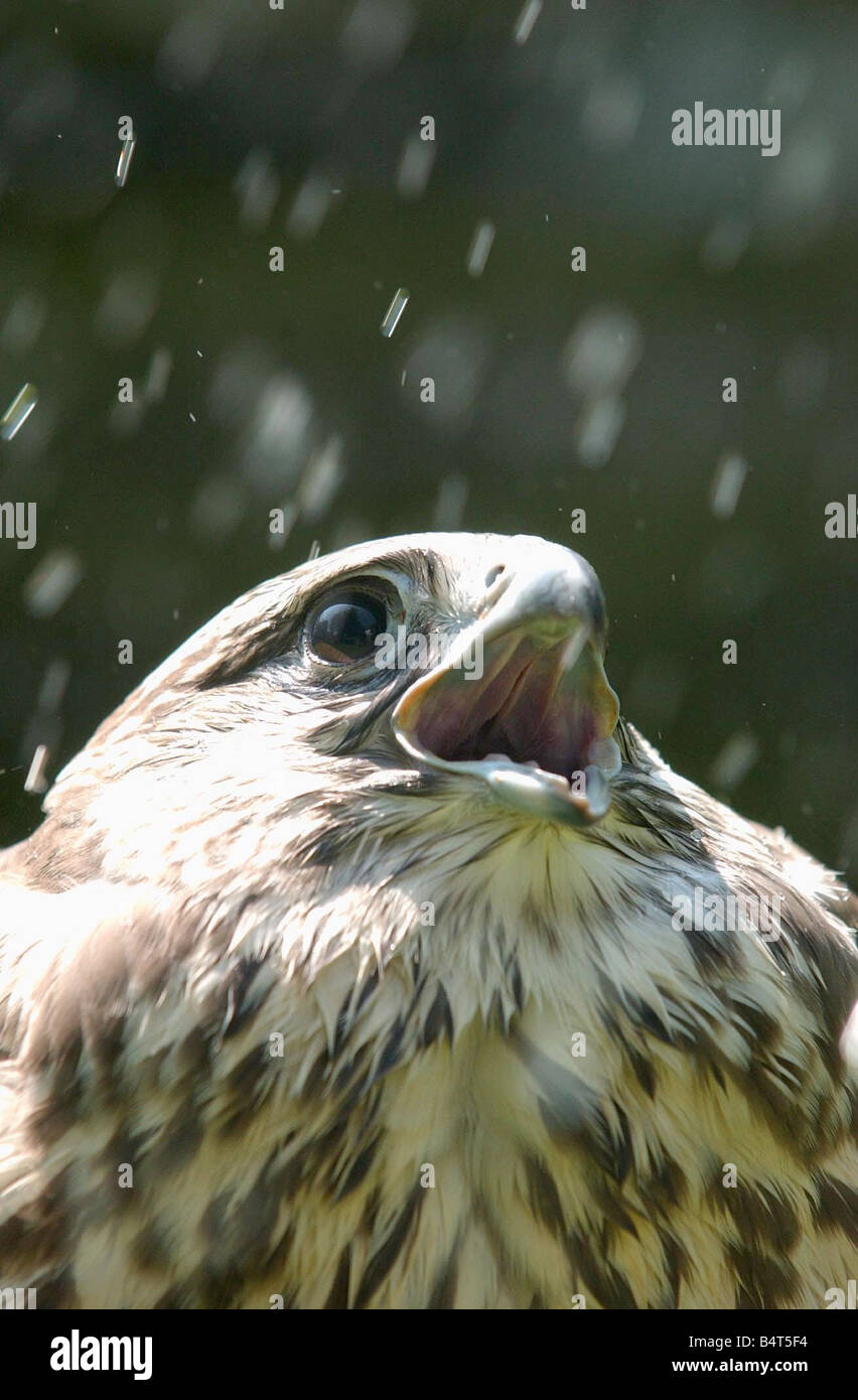 Keeping Cool at the Welsh Hawking Centre near Barry A Gyr Falcon whose ...