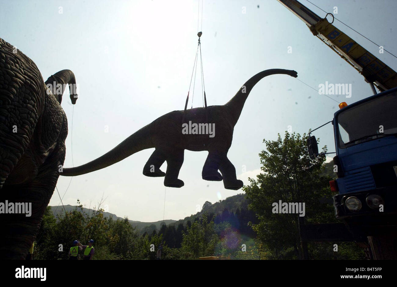 The 5 ton 40ft long Brachiosaurus a member of the Dinosaur family is ...