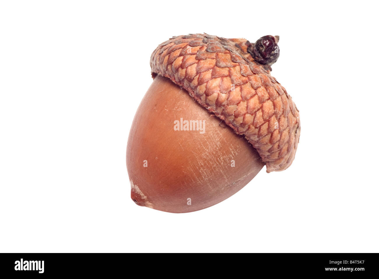 acorn isolated on white background Stock Photo - Alamy