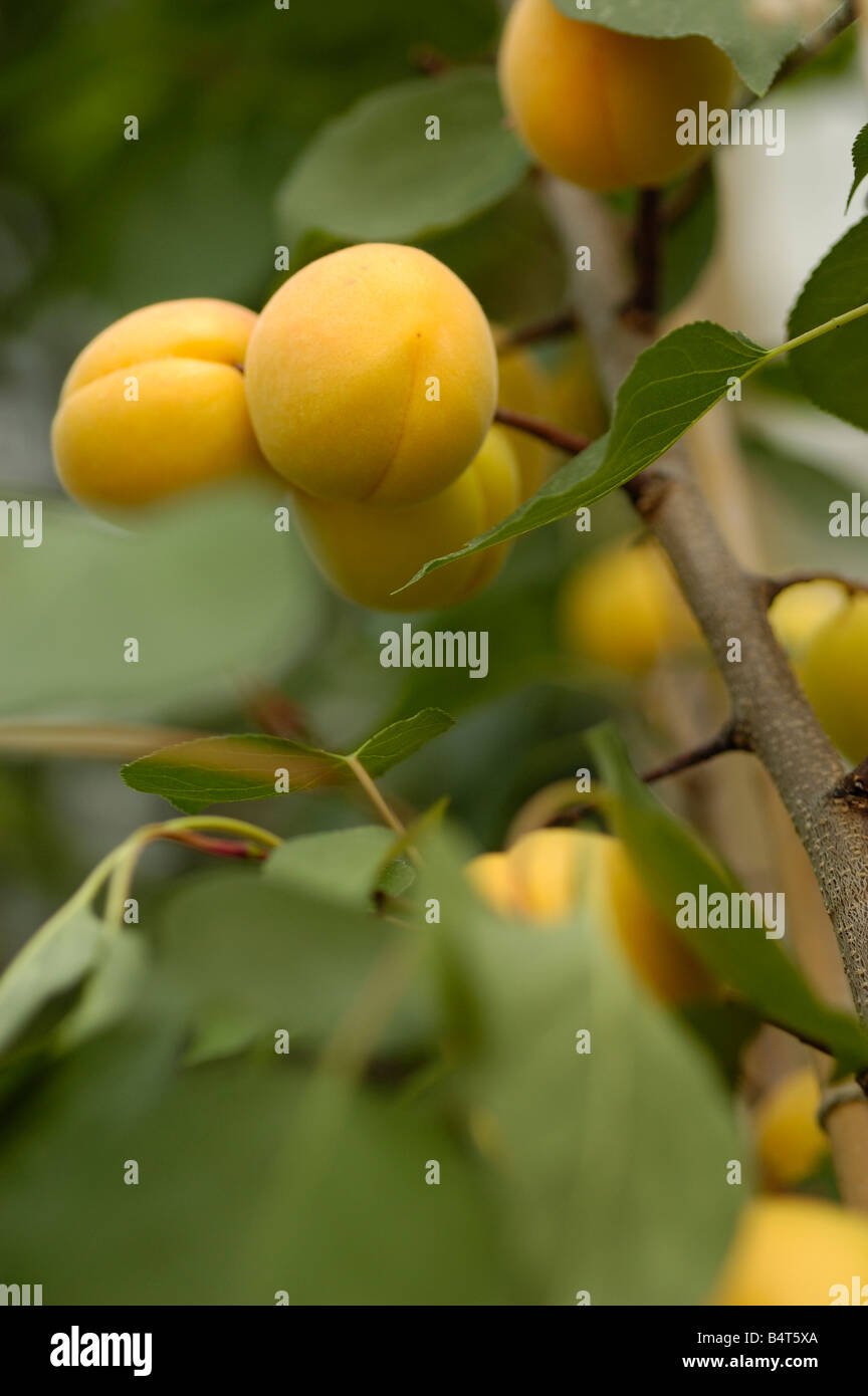 Apricot uk fruit hi-res stock photography and images - Alamy