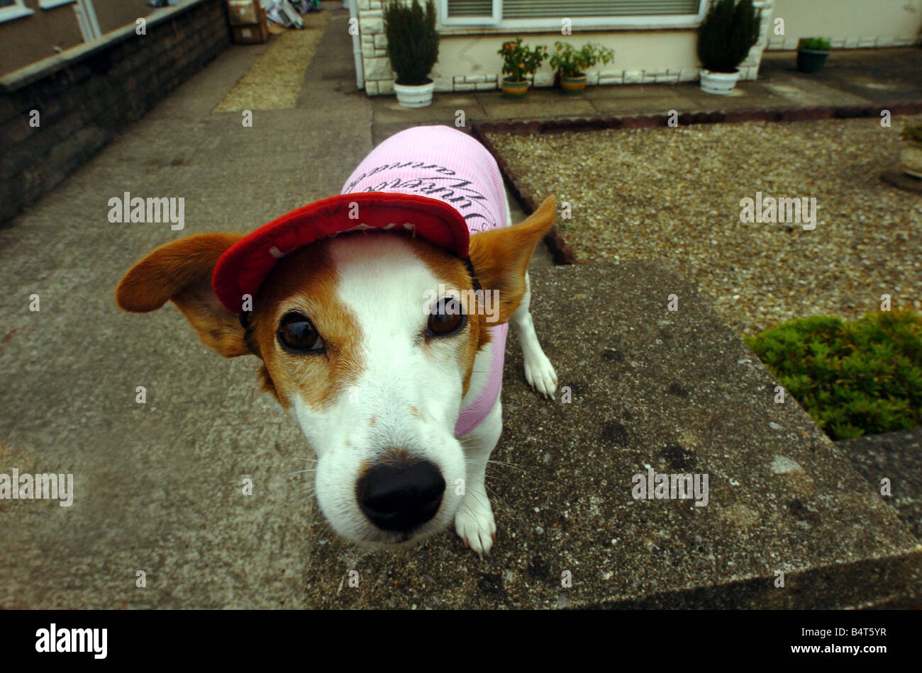 Molly the Jack Russell belonging to Gemma Carpenter and John Carroll ...