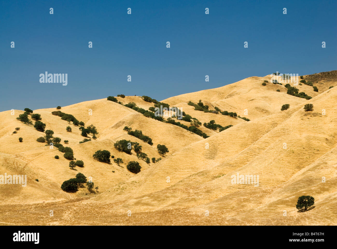 Los gatos hi-res stock photography and images - Alamy