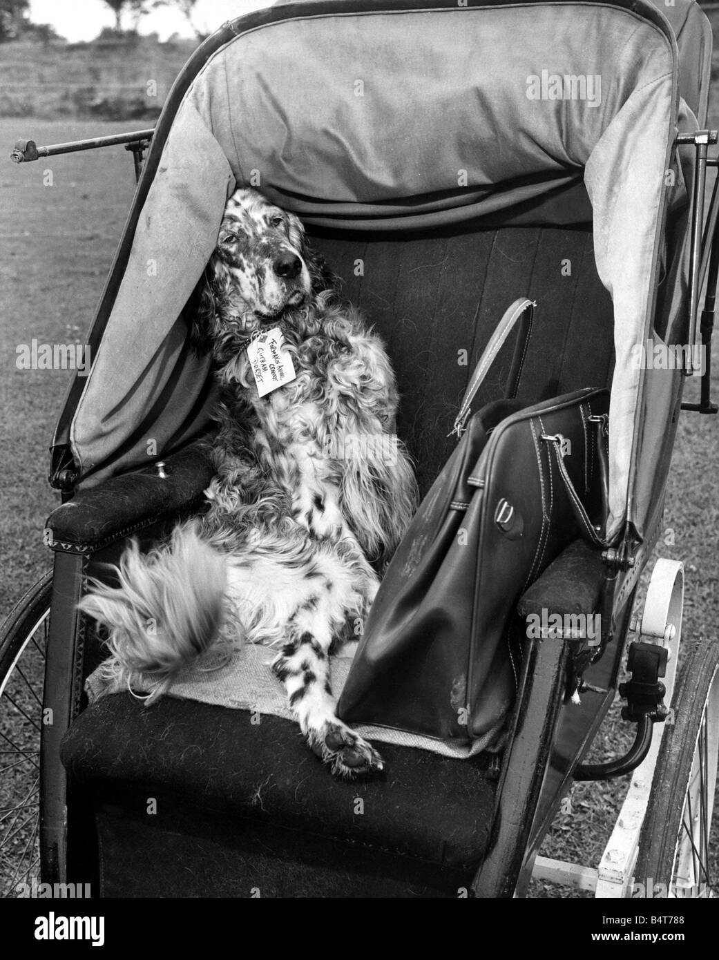 English setter in chair hi-res stock photography and images - Alamy