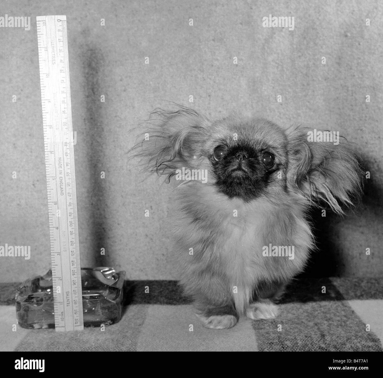 Tichy Tich the Pekingese cat is fully grown and stands at just over 8 ...