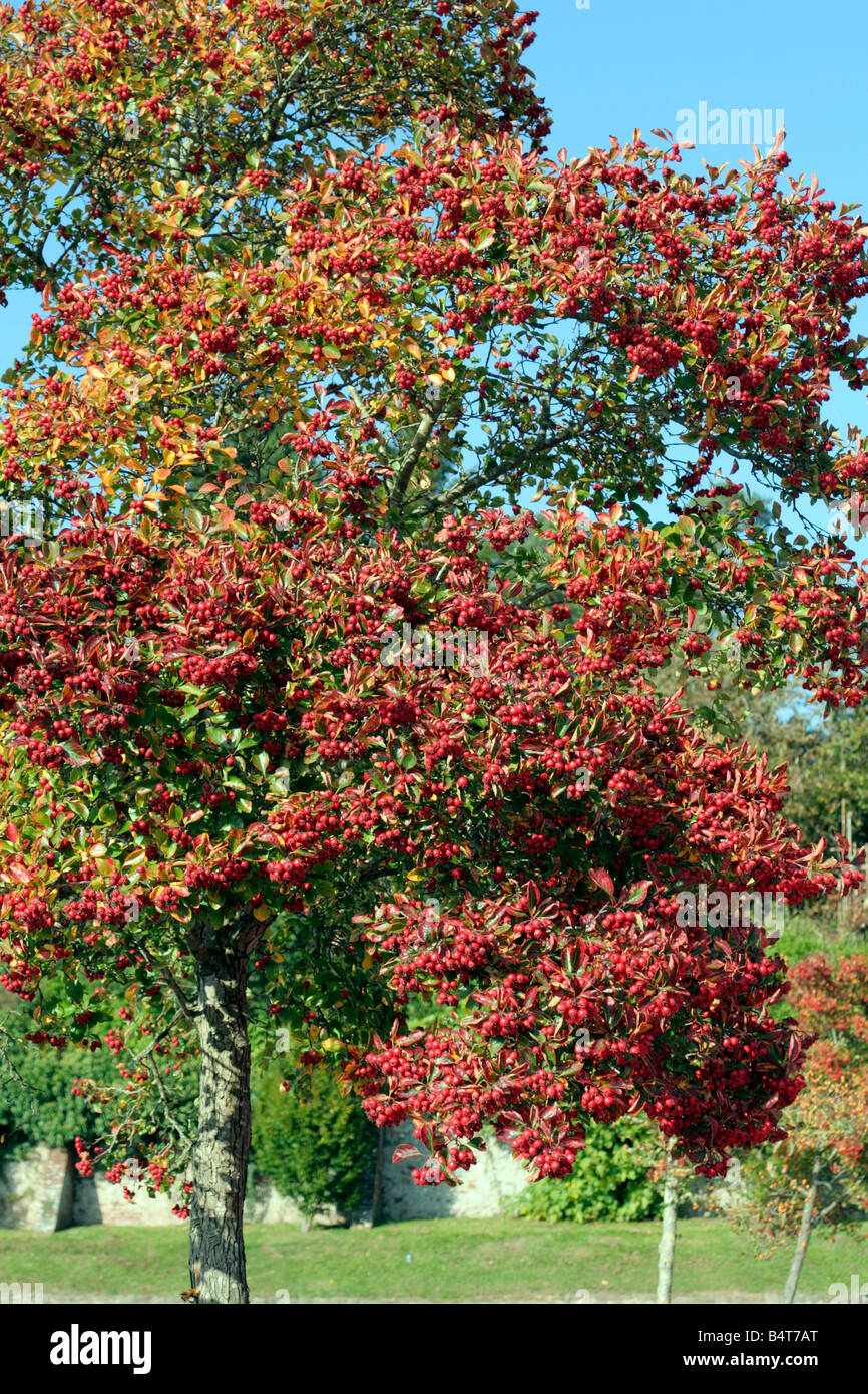 Crataegus prunifolius hi-res stock photography and images - Alamy