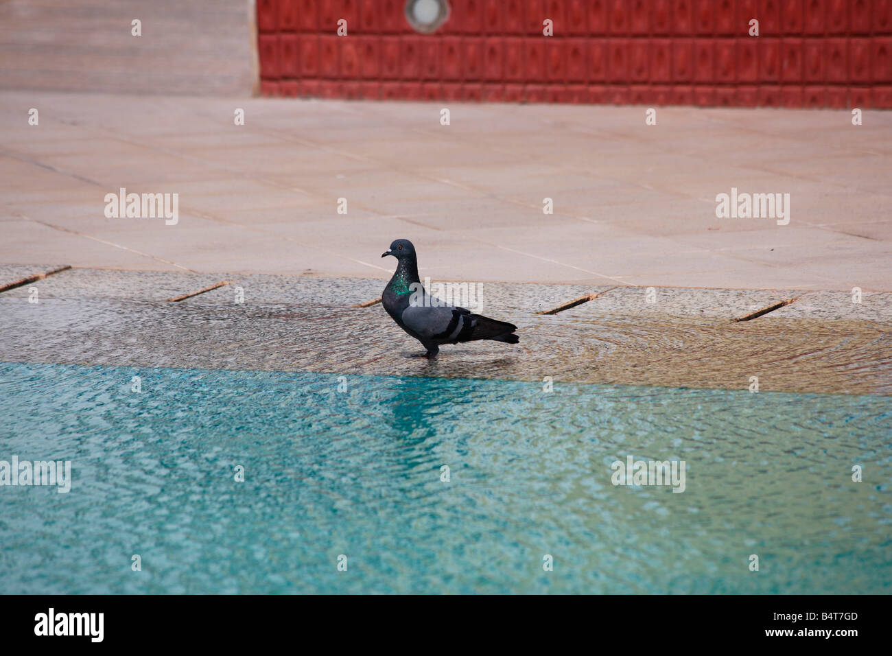 A pigeon on the side of a swimming pool Stock Photo - Alamy