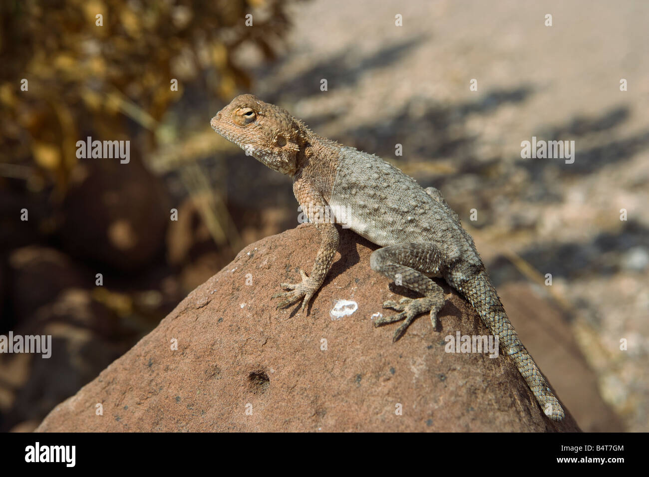 Africa animal african lizard gecko Namibia fauna Stock Photo - Alamy