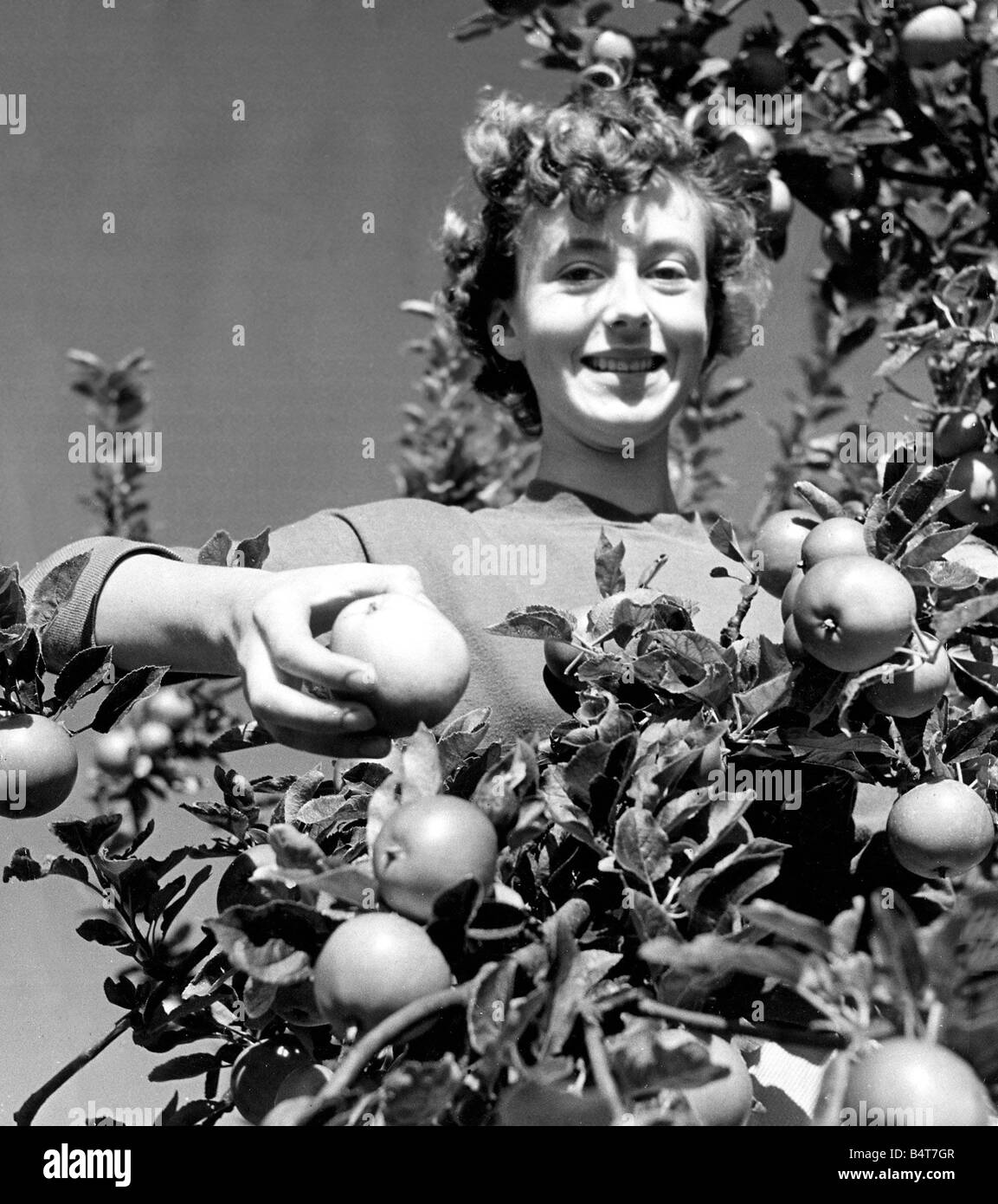 Pomologist hi-res stock photography and images - Alamy