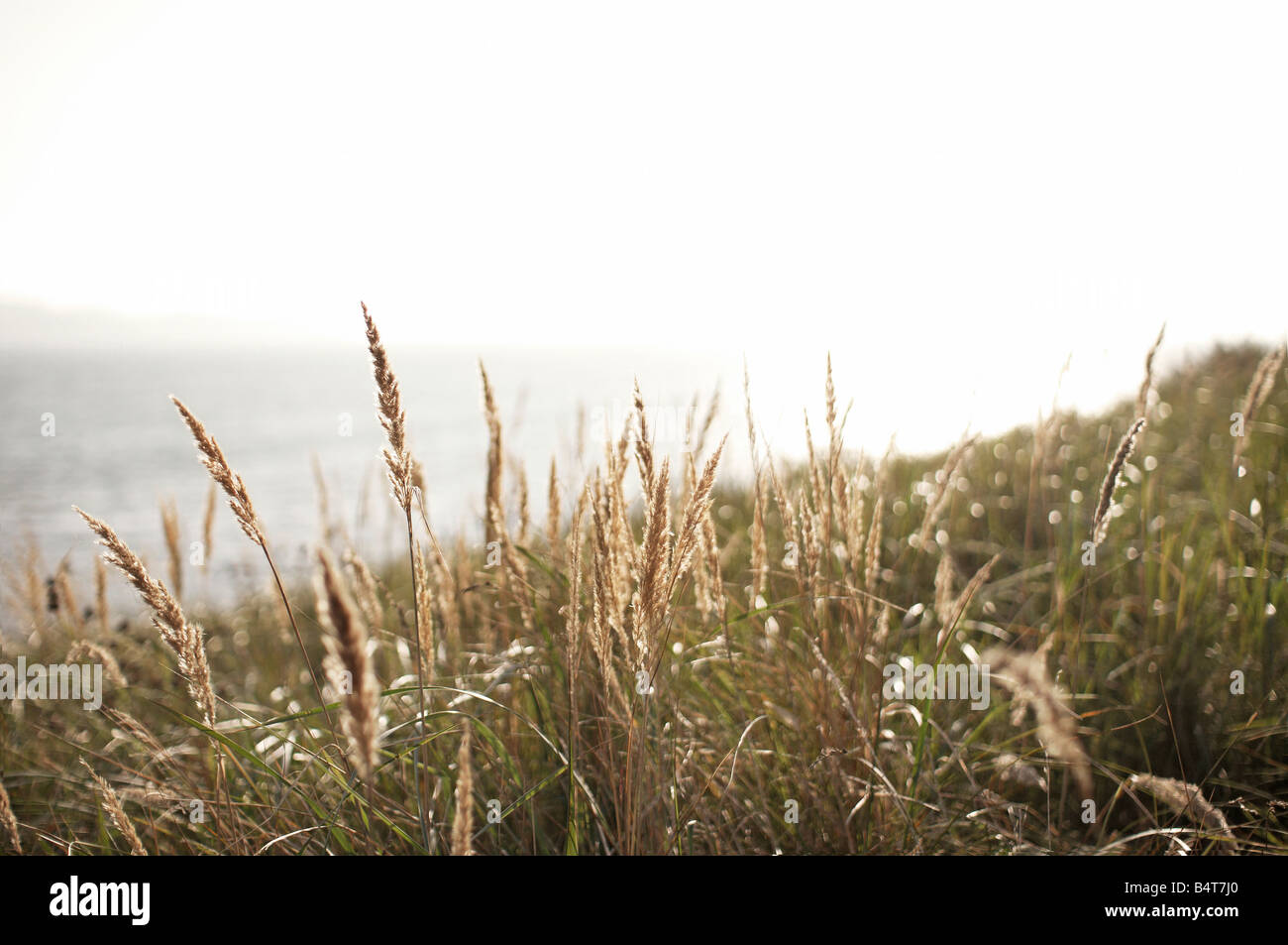 View over a field and water Stock Photo - Alamy