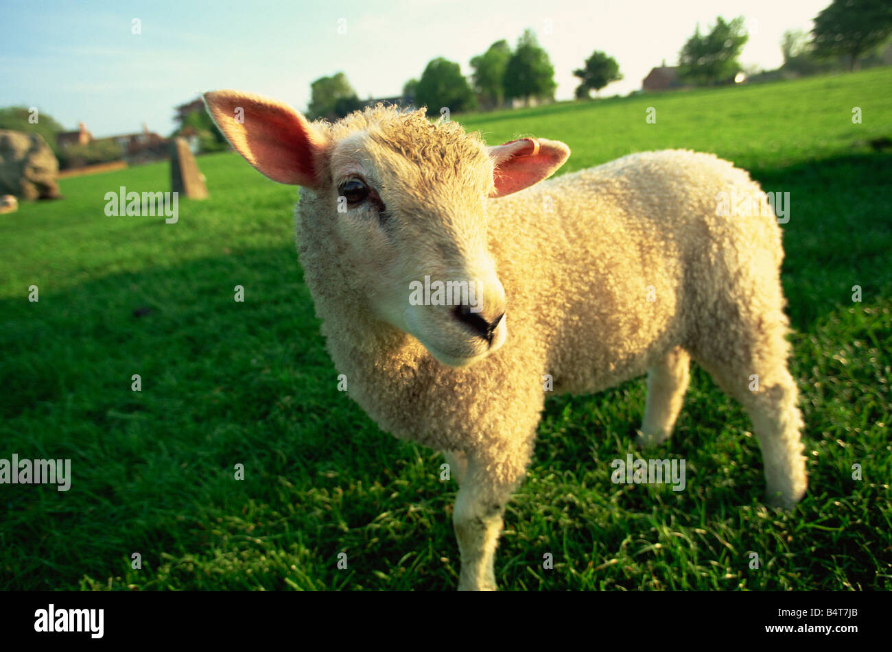 England, Cotswolds, Lamb in Field Stock Photo - Alamy