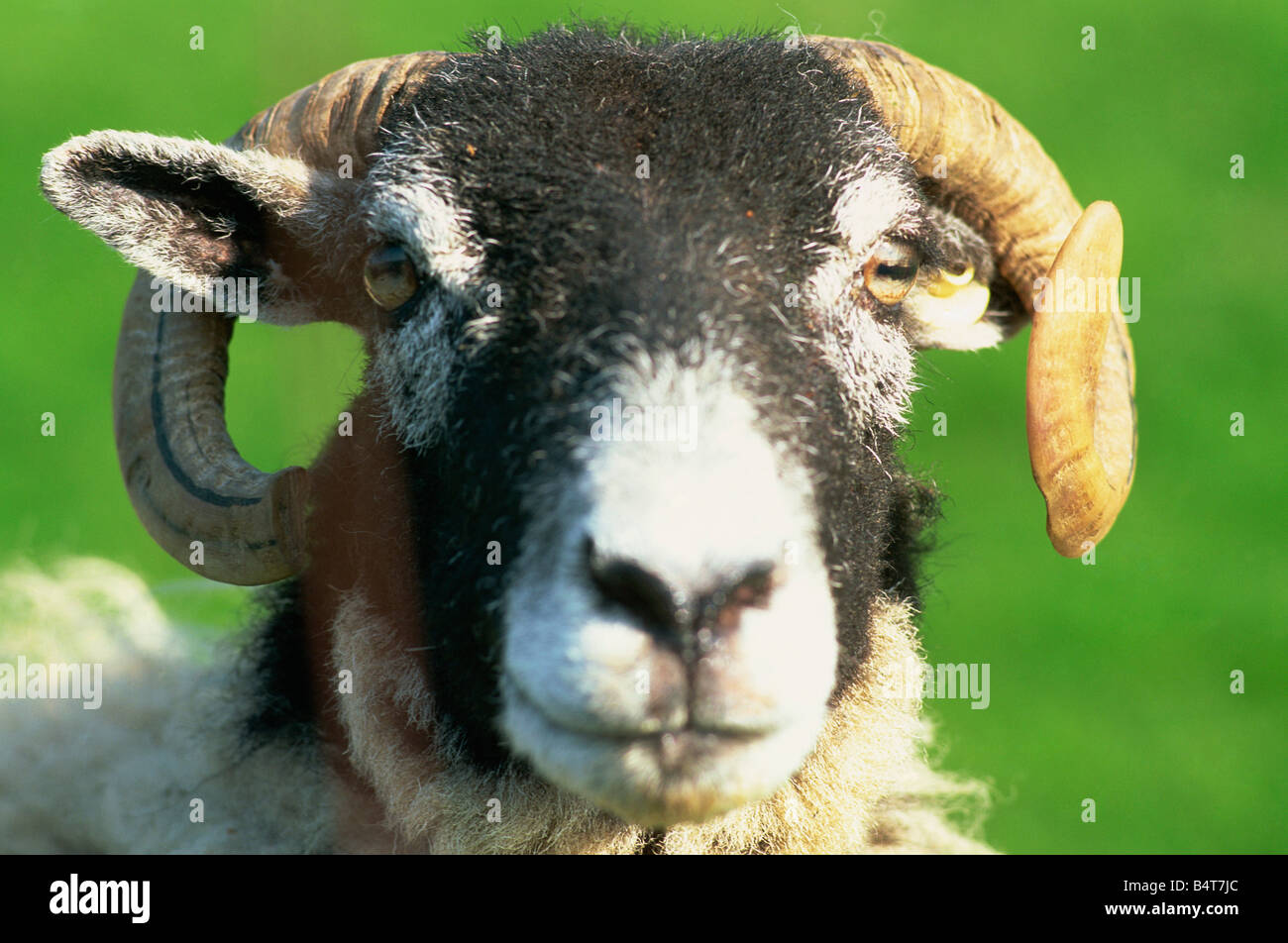 Swaledale sheep hi-res stock photography and images - Alamy