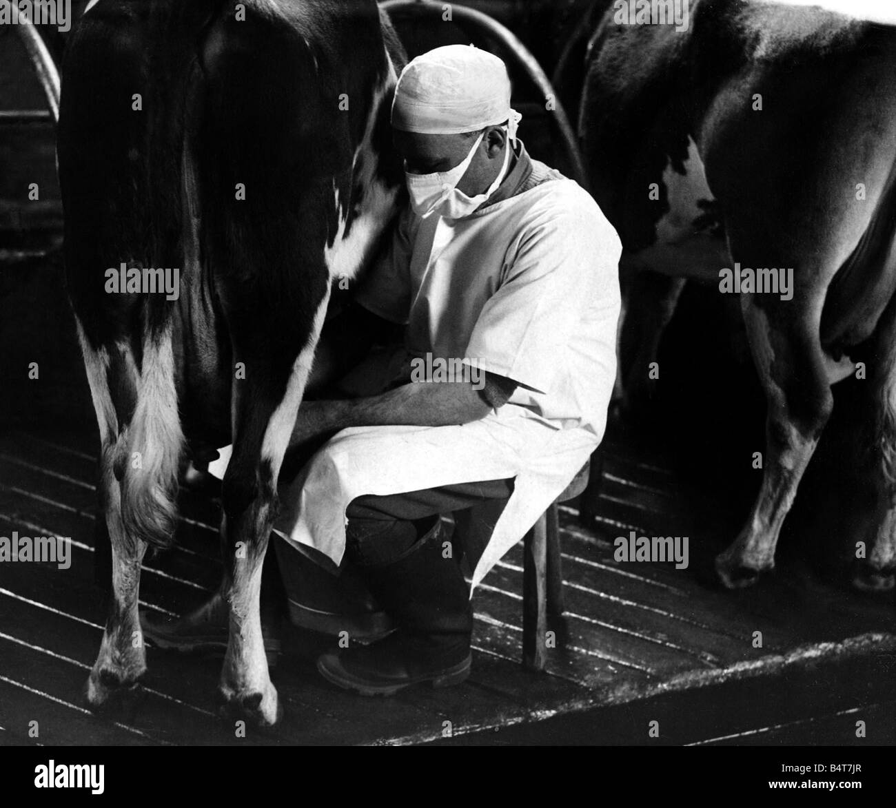 The cowman wearing his protective clothing seen here working in a ...