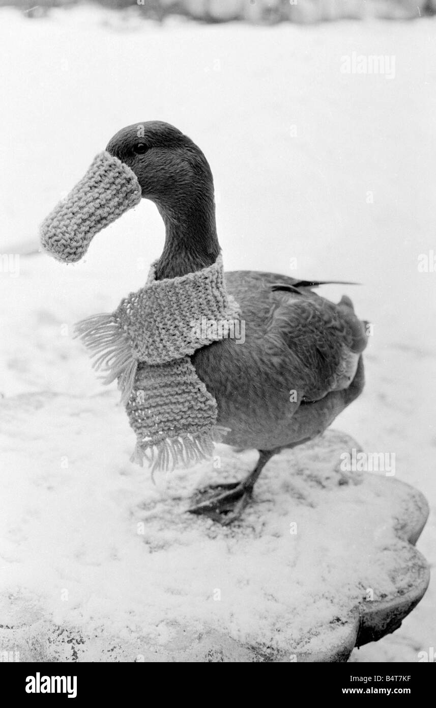 Cold Duck showing off his scarf and bill warmer January 1985 Stock ...