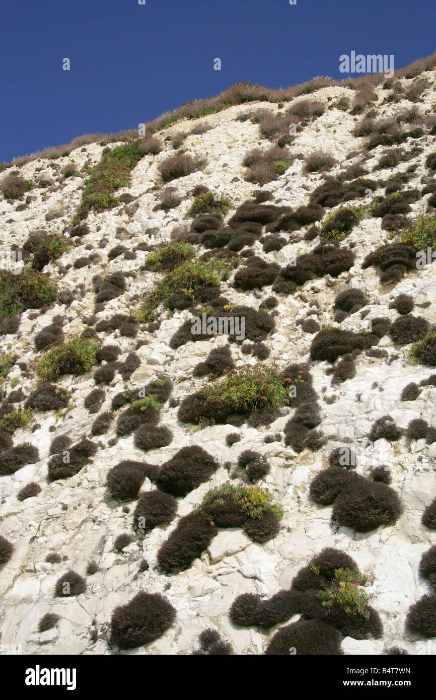Hardy Succulent Plants Colonising the Chalk Cliffs at Peacehaven, East ...