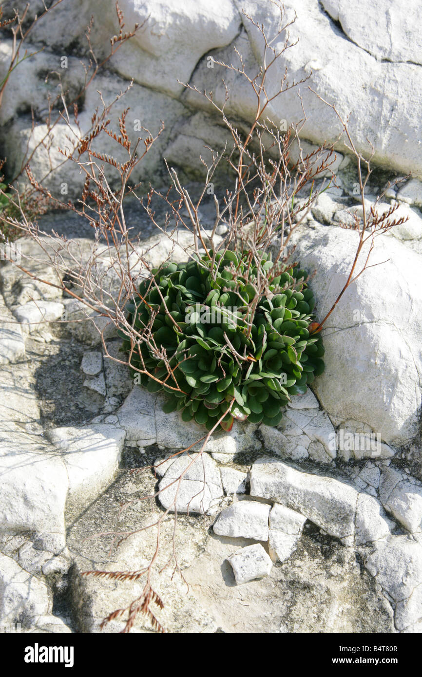 Hardy Succulent Plant Colonising the Chalk Cliffs at Peacehaven, East ...
