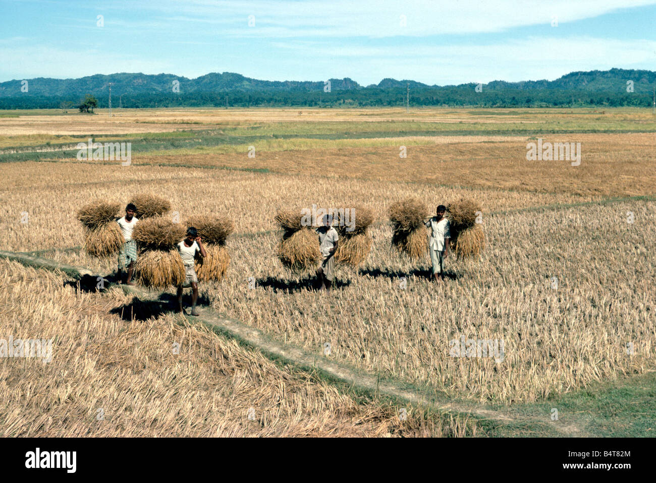 Farmers returning with sheaves of rice S E Bangladesh Chapter 6 89 ...