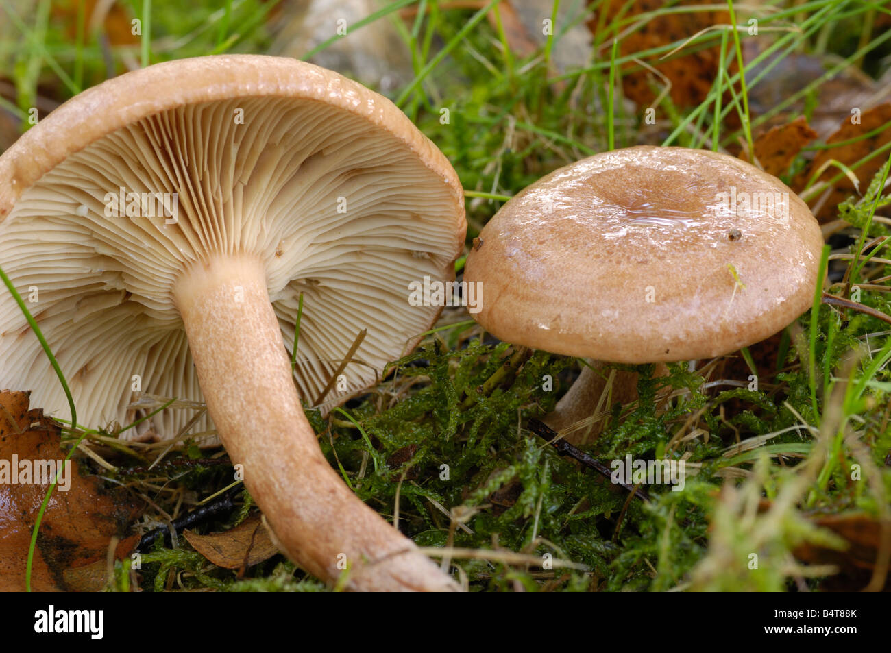 Oakbug milkcap mushroom hi-res stock photography and images - Alamy