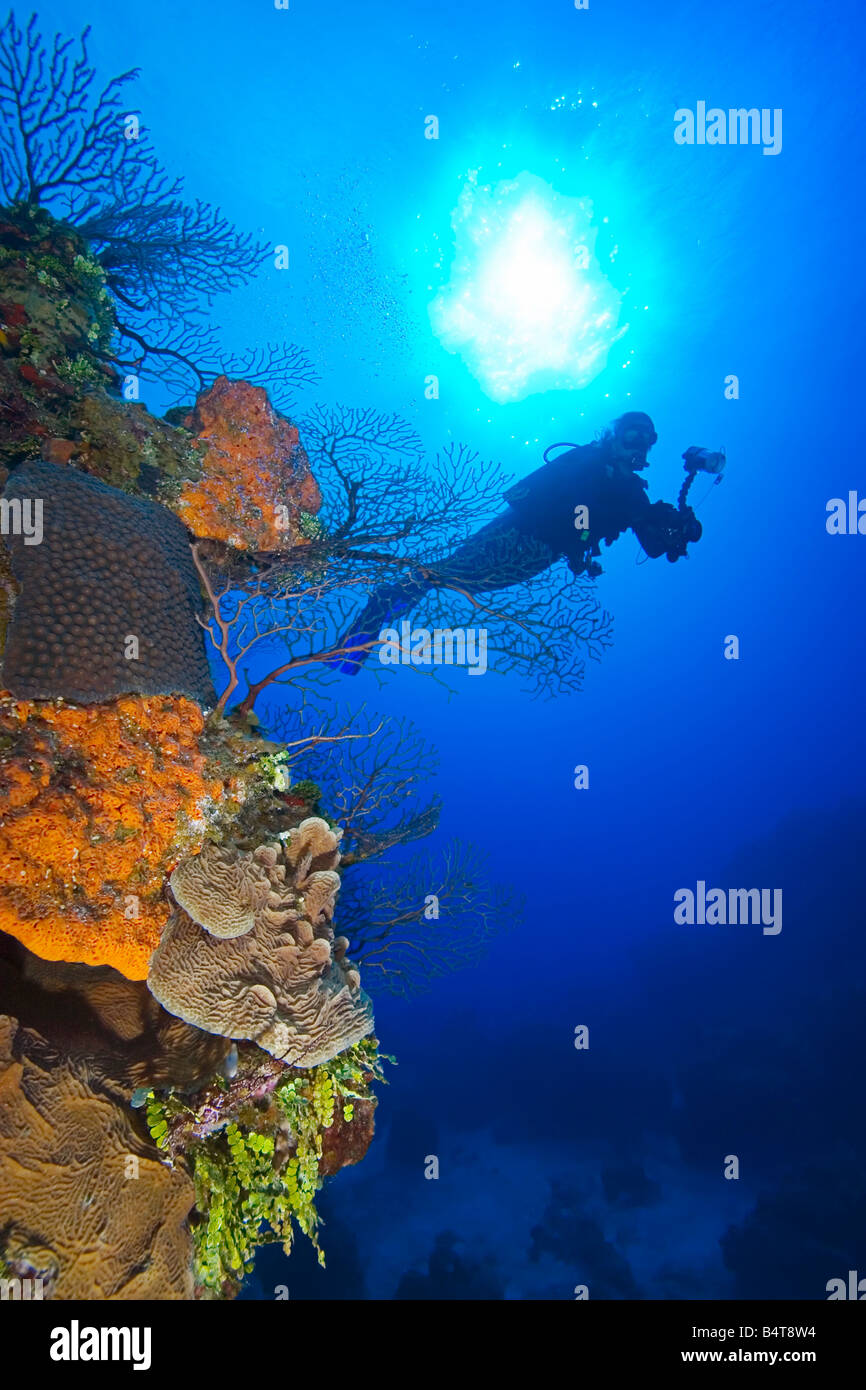 Woman scuba diver with underwater digital camera swimming over pristine ...