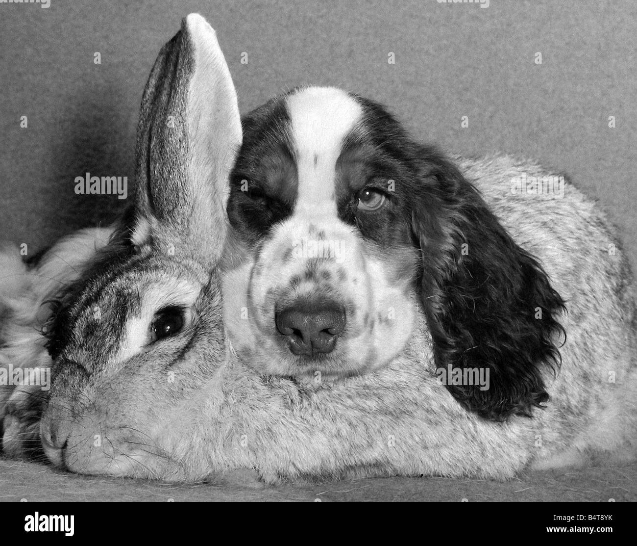 Peter Rabbit Black and White Stock Photos & Images - Alamy