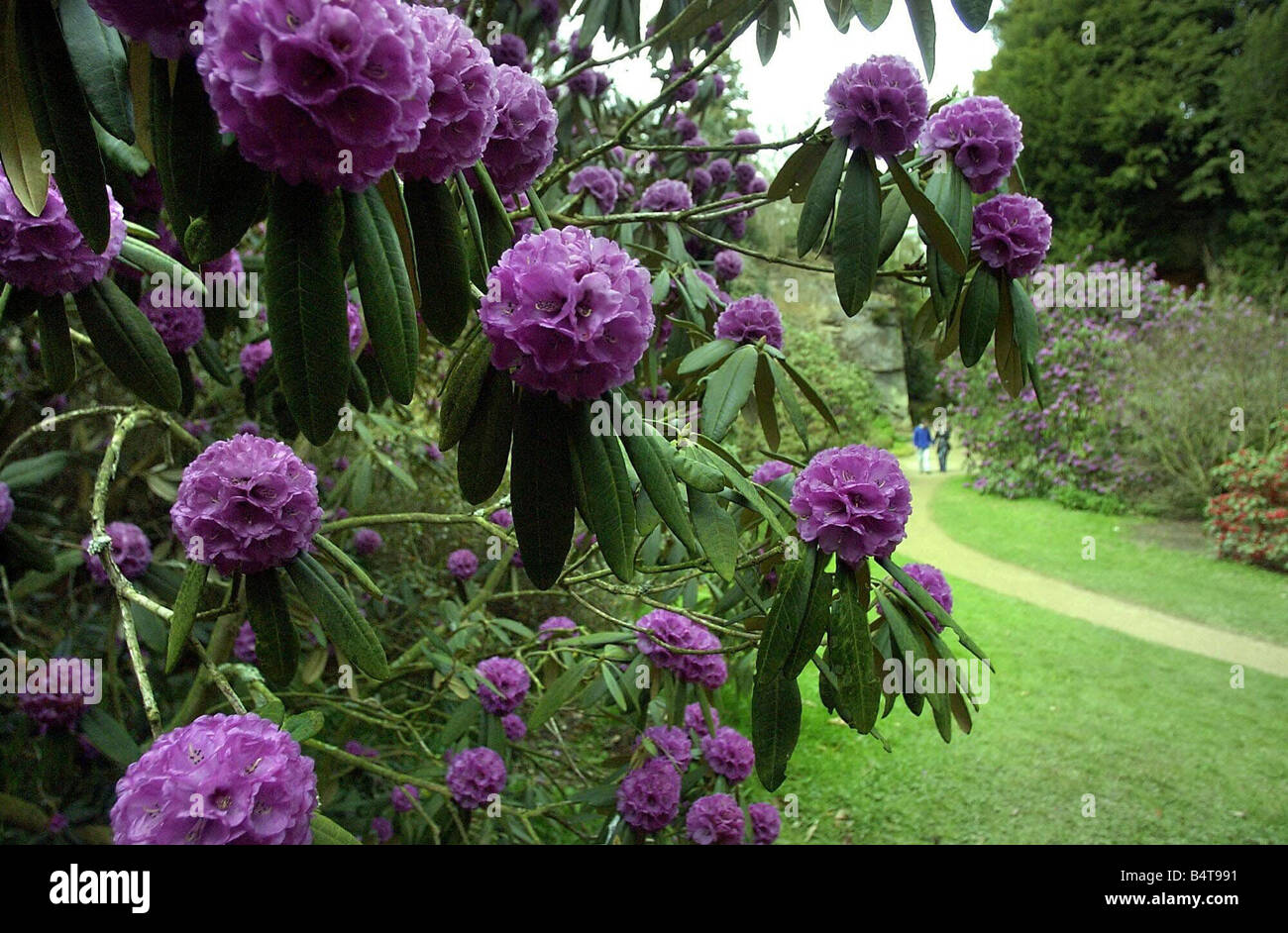 Belsay Hall Castle and gardens Rhododendrons in the quarry garden Stock ...