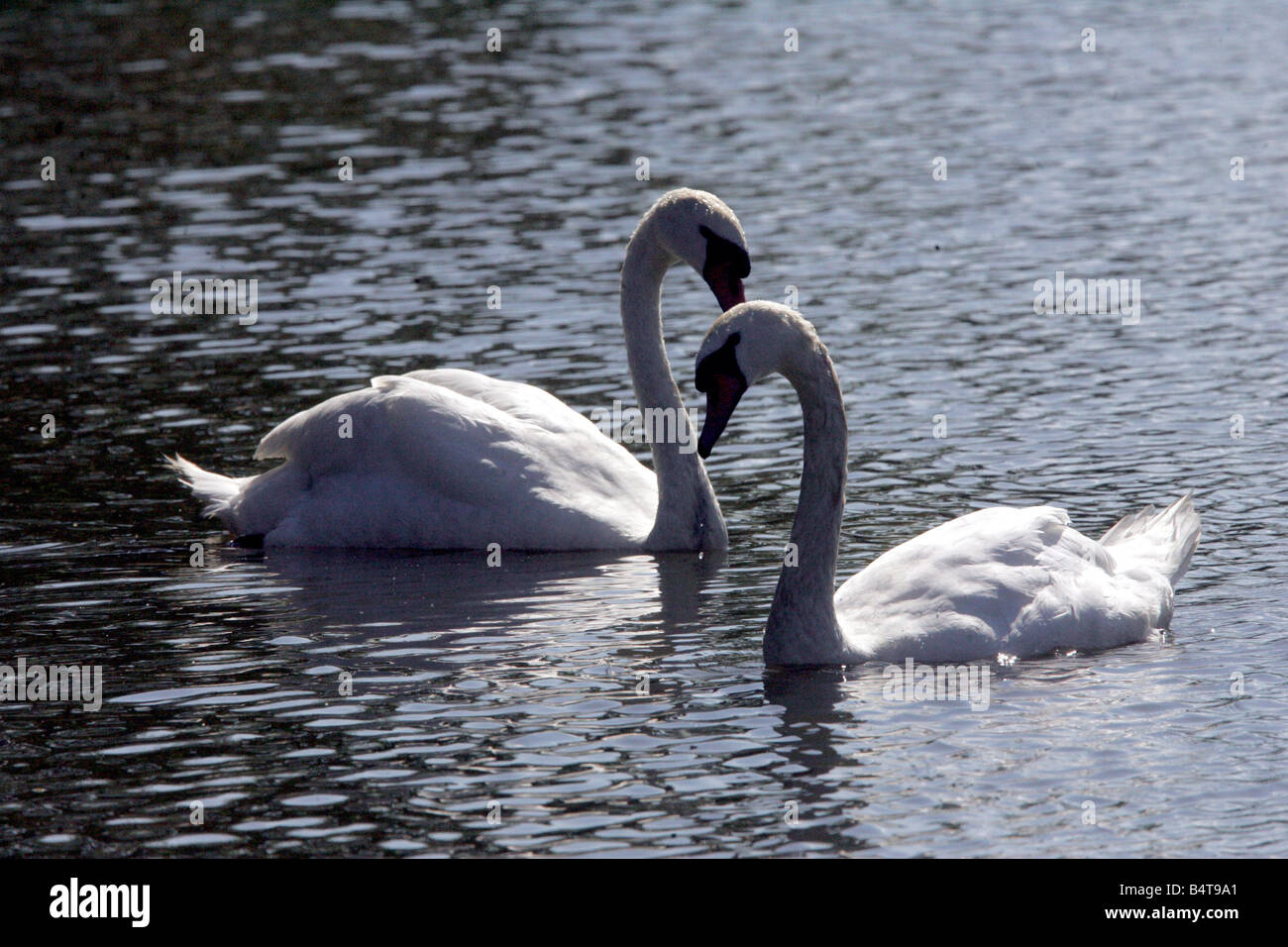 Swans in Leazes Park Newcastle Stock Photo - Alamy