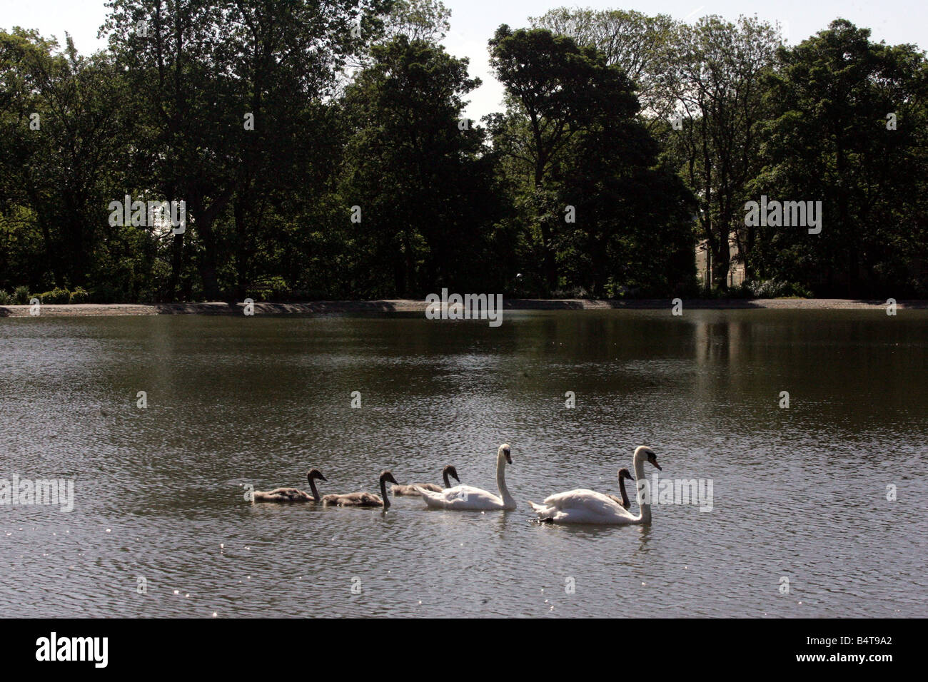 Swans in Leazes Park Newcastle Stock Photo - Alamy