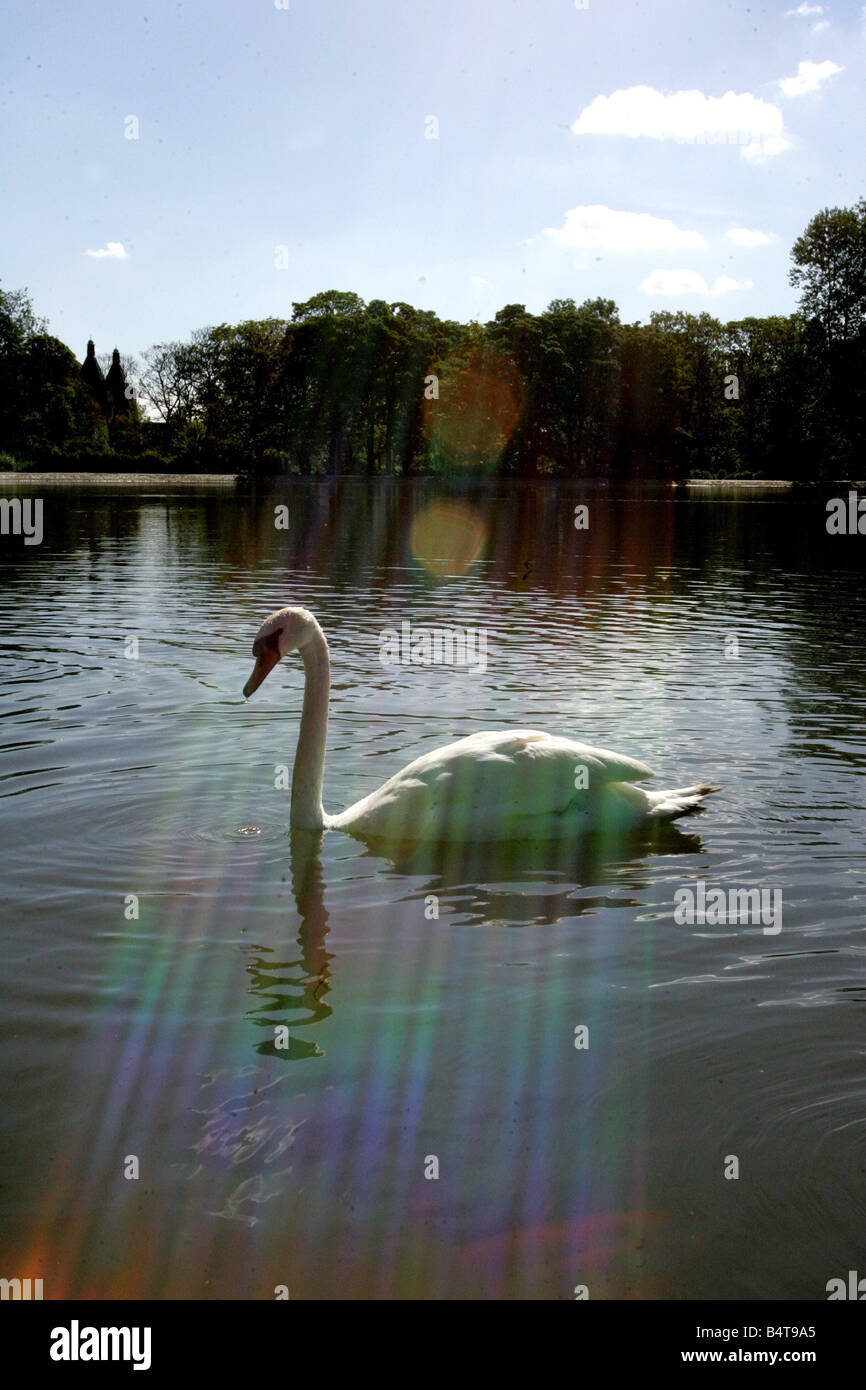 Swans in Leazes Park Newcastle Stock Photo - Alamy