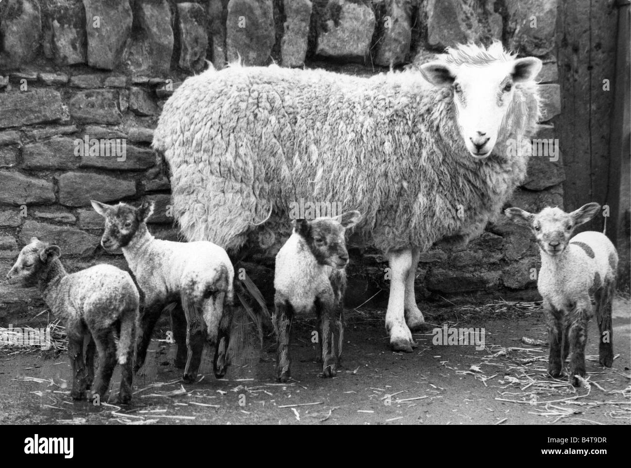 Sheep An ewe with her quads which is a rare event Stock Photo - Alamy