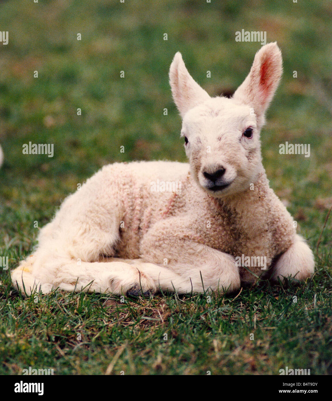 A spring lamb Stock Photo - Alamy