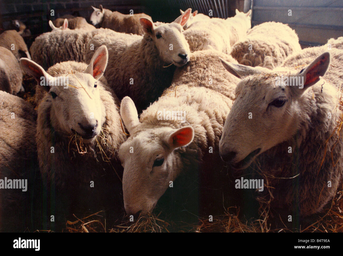 Weather sheep hi-res stock photography and images - Alamy