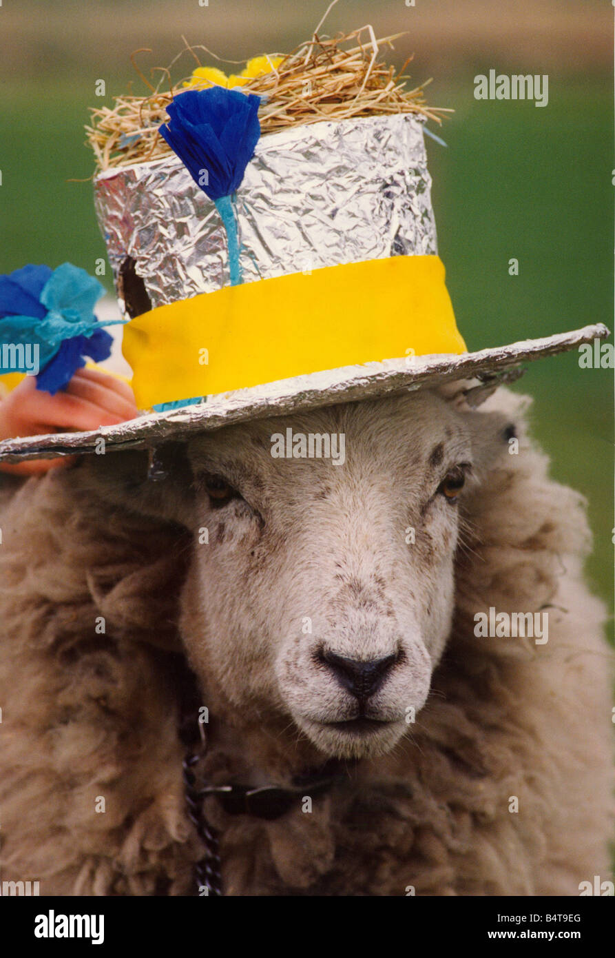 A sheep wearing its Easter bonnet Stock Photo - Alamy