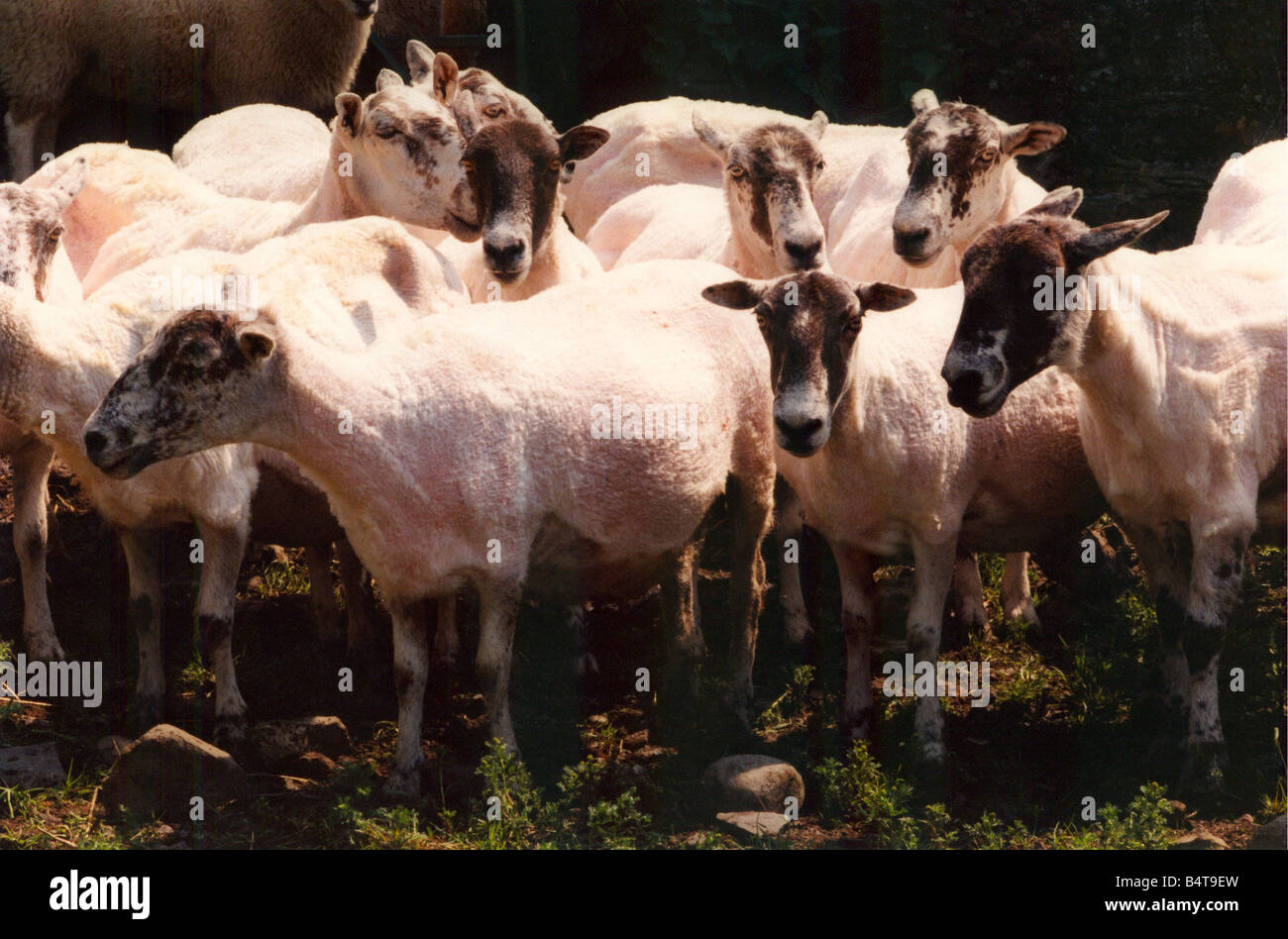 A flock of sheep that have just been shorn Stock Photo - Alamy