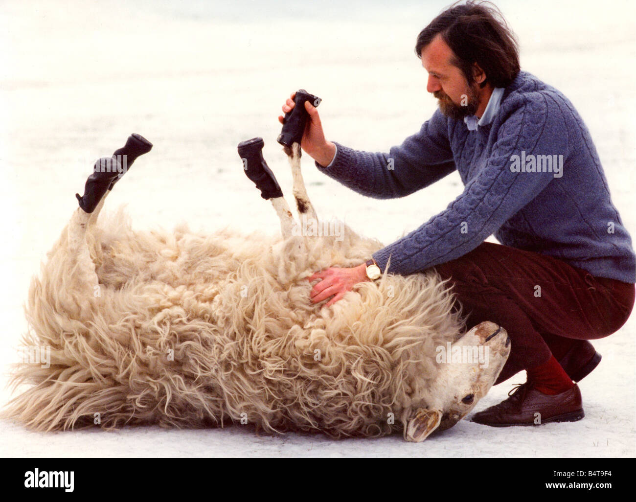 A sheep getting its winter wellies boots on Stock Photo - Alamy