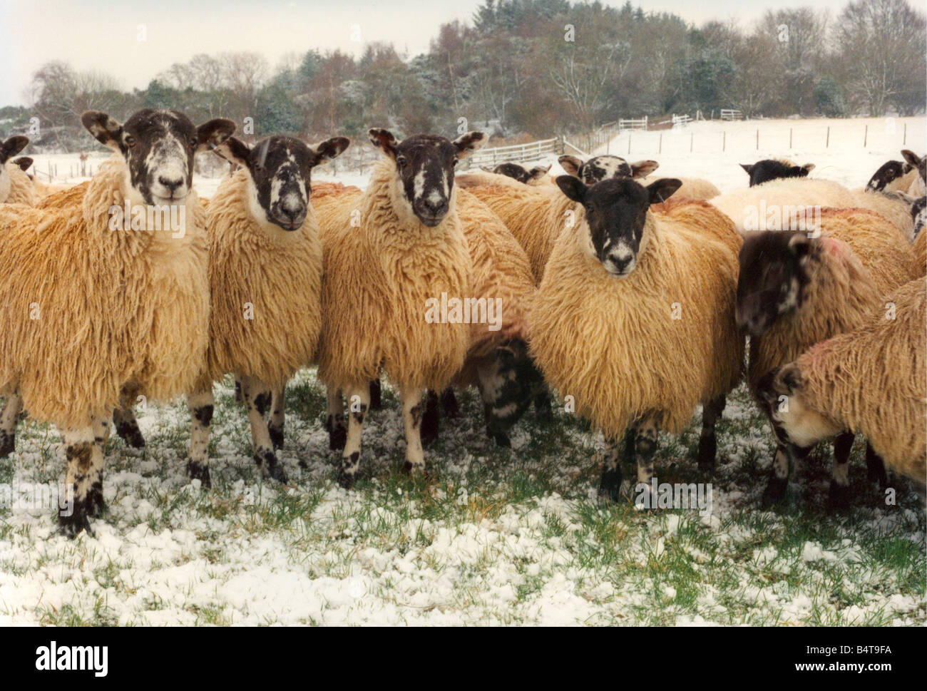 A flock of sheep Stock Photo - Alamy
