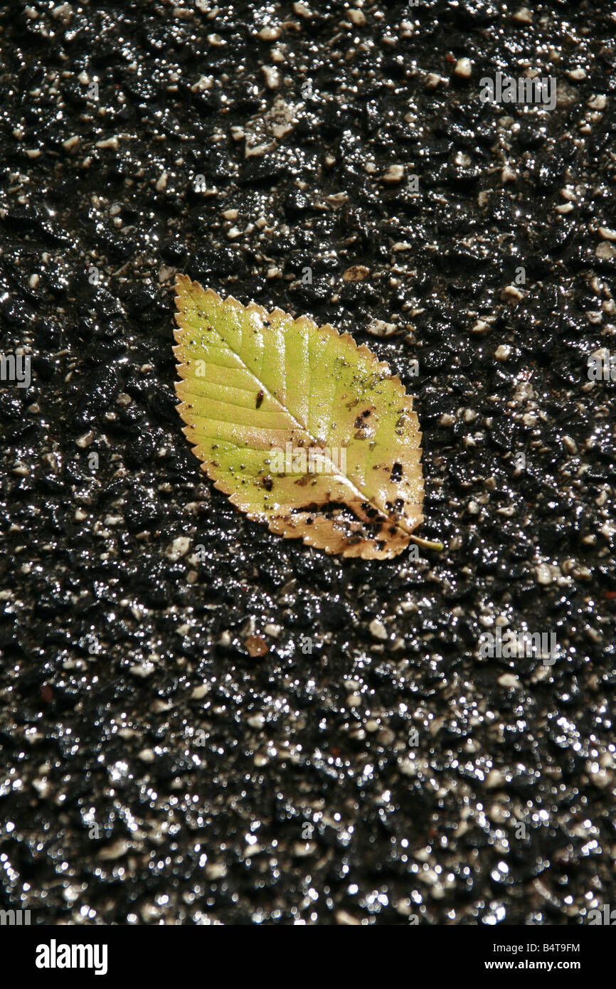 one single fallen leaf on wet road Stock Photo - Alamy