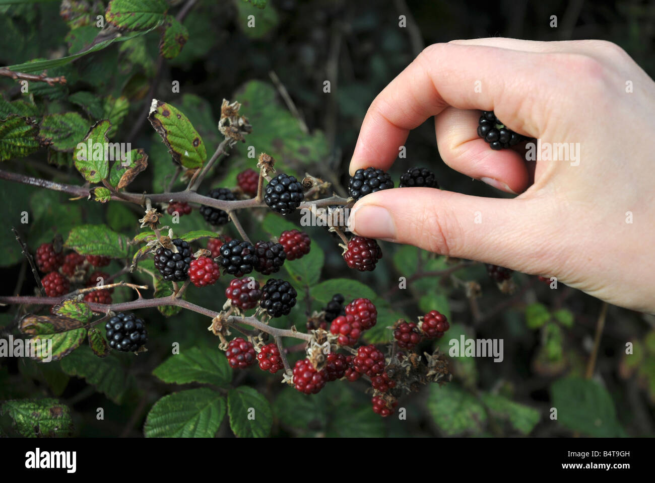 Blackberry picking in North Devon Stock Photo - Alamy