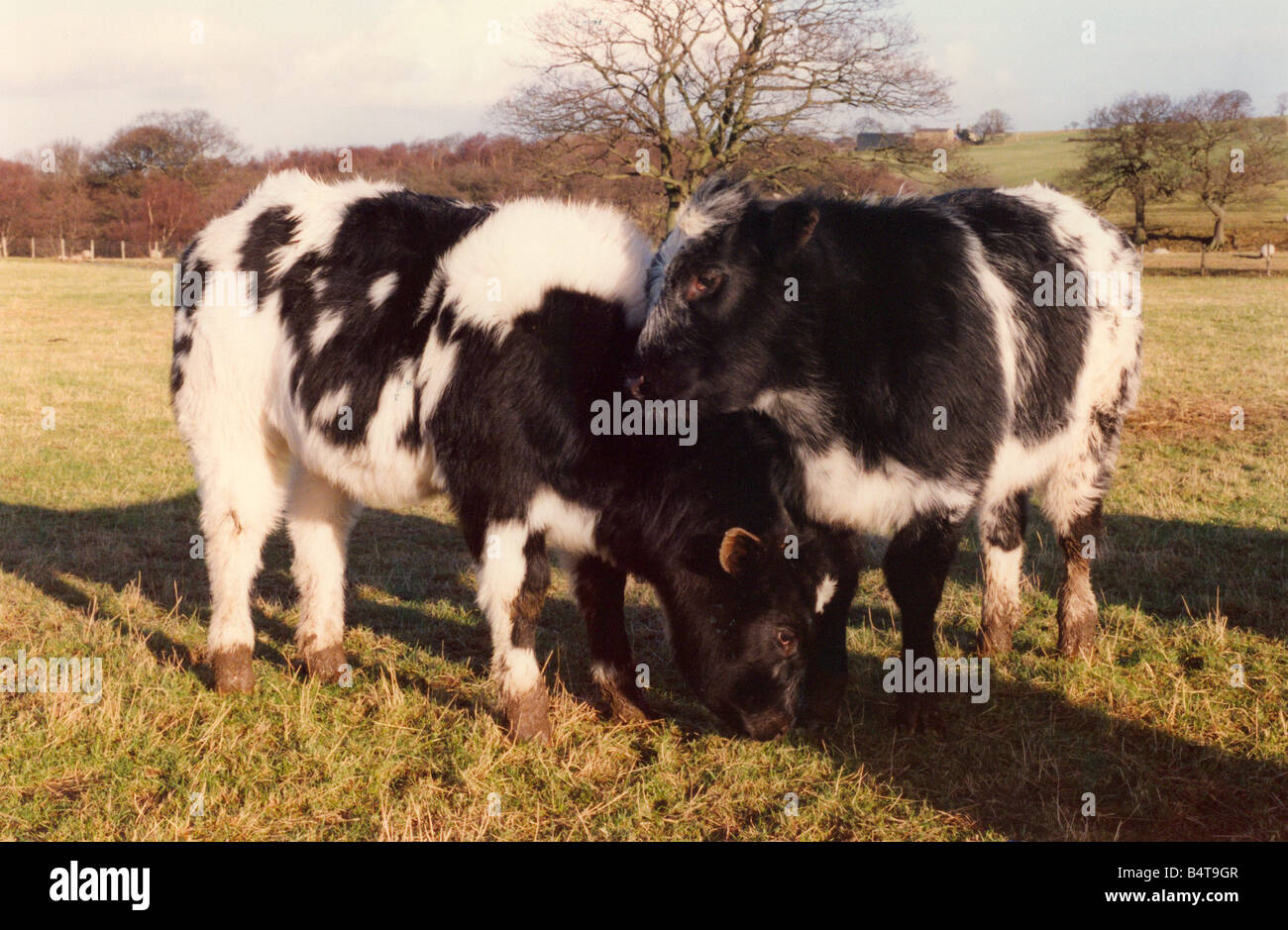 Two Belgium blue calves Stock Photo - Alamy