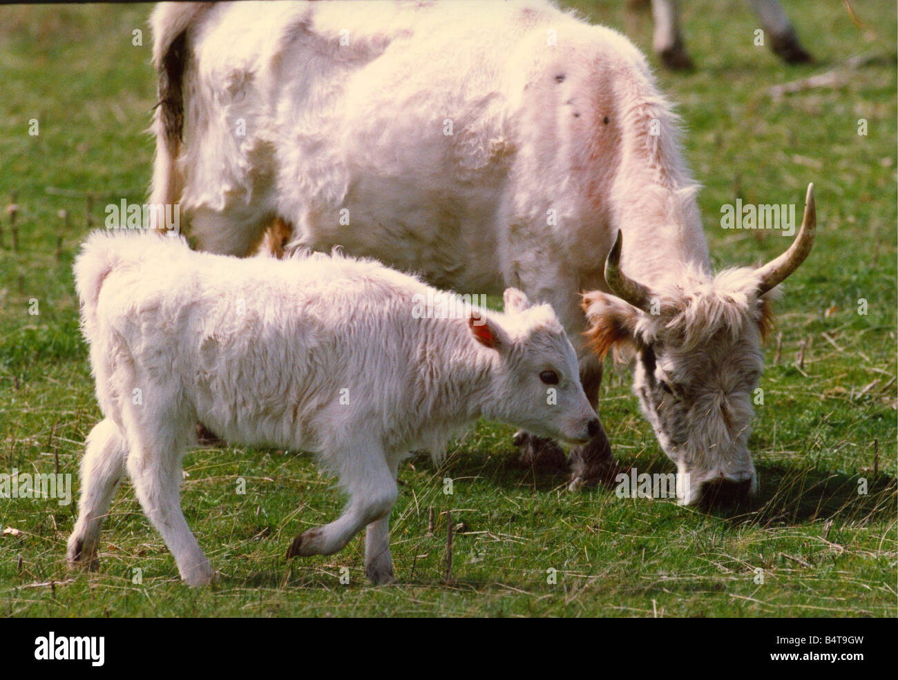 Chillingham wild cattle hi-res stock photography and images - Alamy