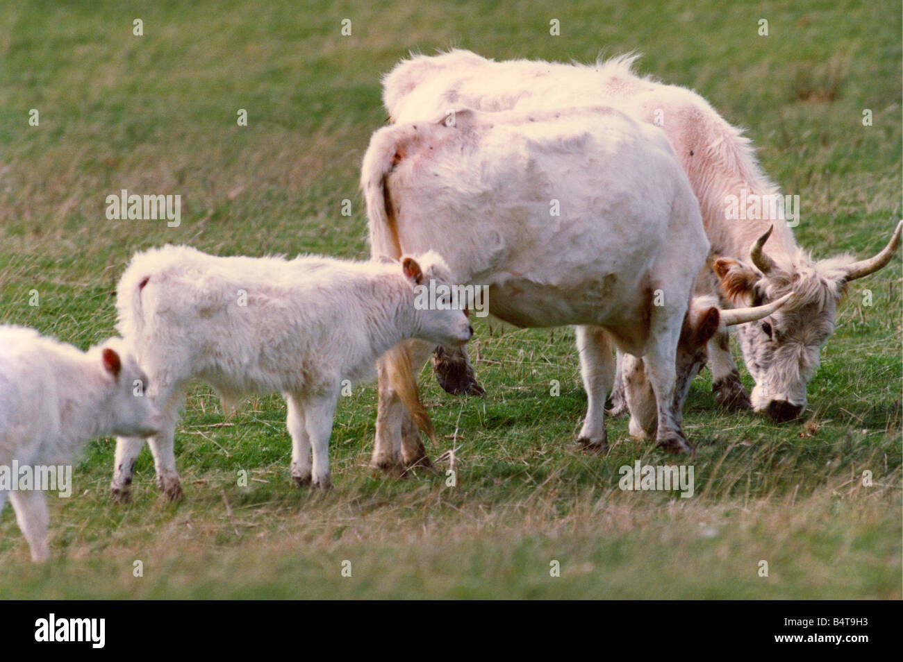Wild cattle of chillingham hi-res stock photography and images - Alamy