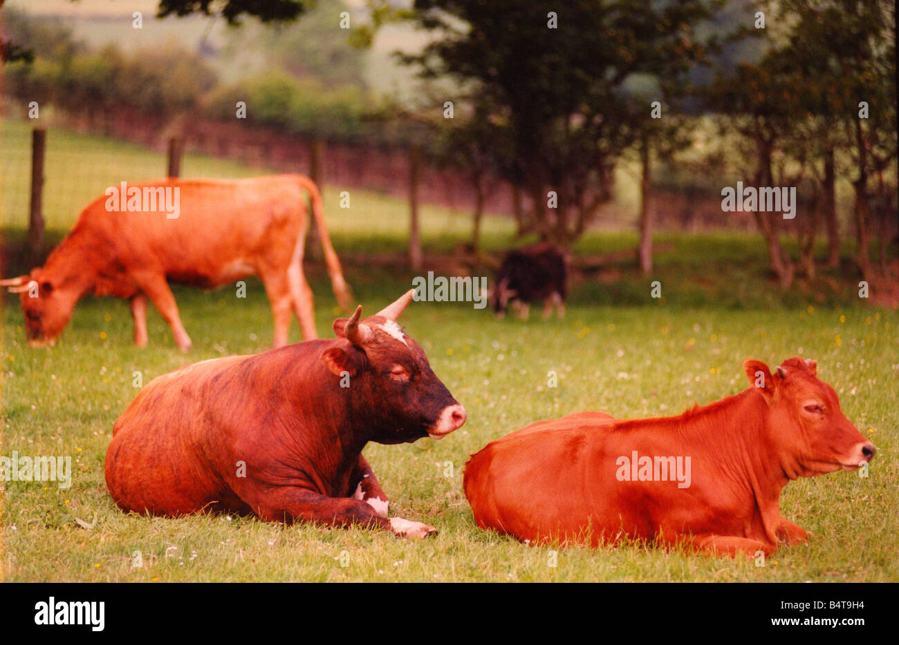 A stock picture of some cattle Stock Photo - Alamy