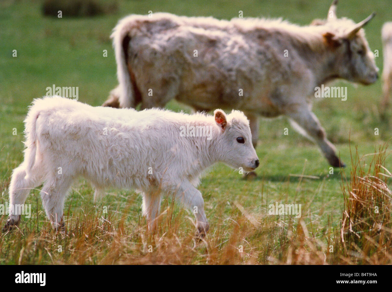 Chillingham cattle and a new calf Stock Photo - Alamy