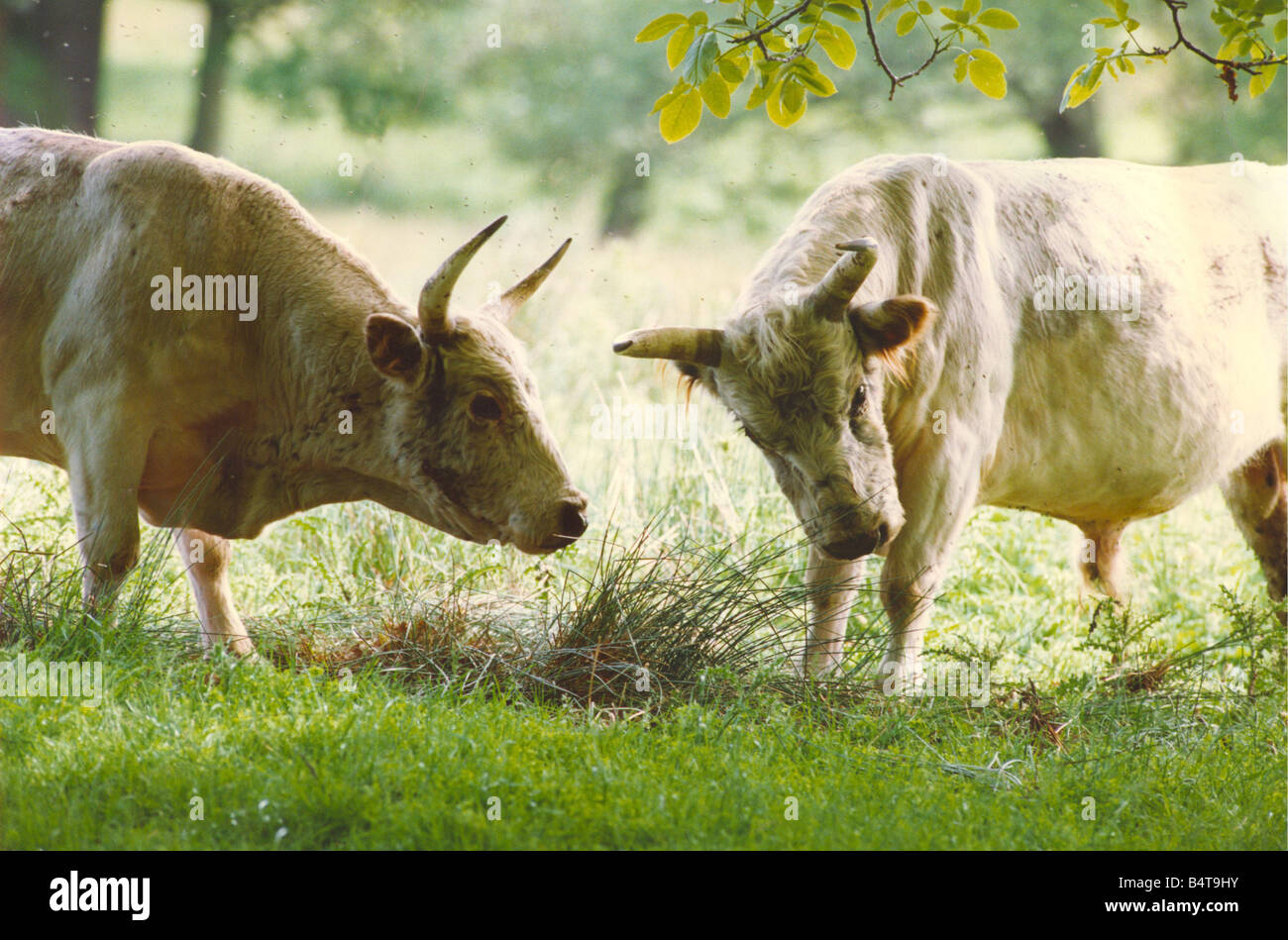 Chillingham wild cattle Stock Photo - Alamy