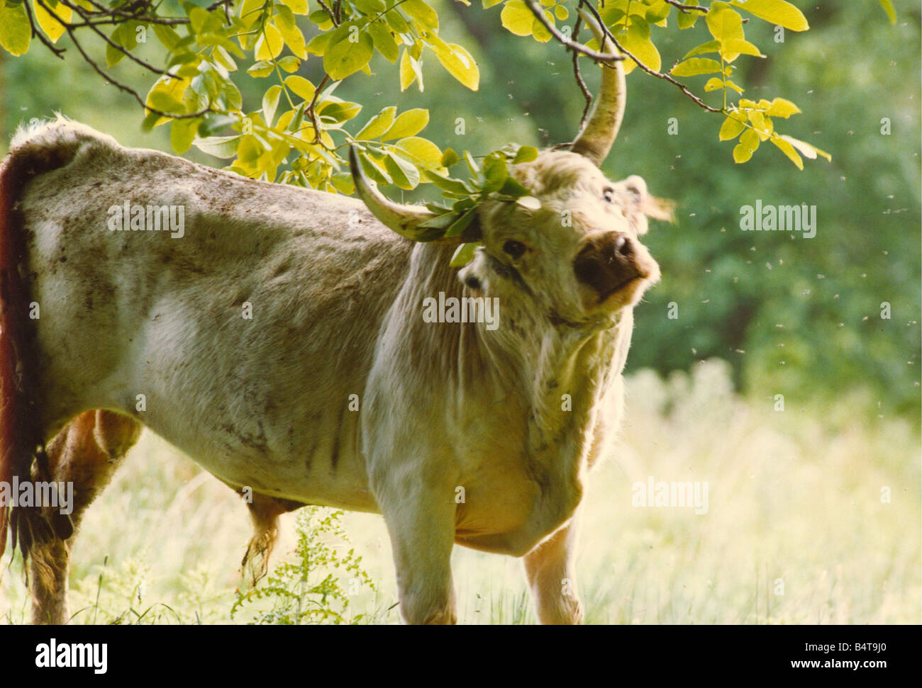 A stock picture of a Chillingham wild bull Stock Photo - Alamy