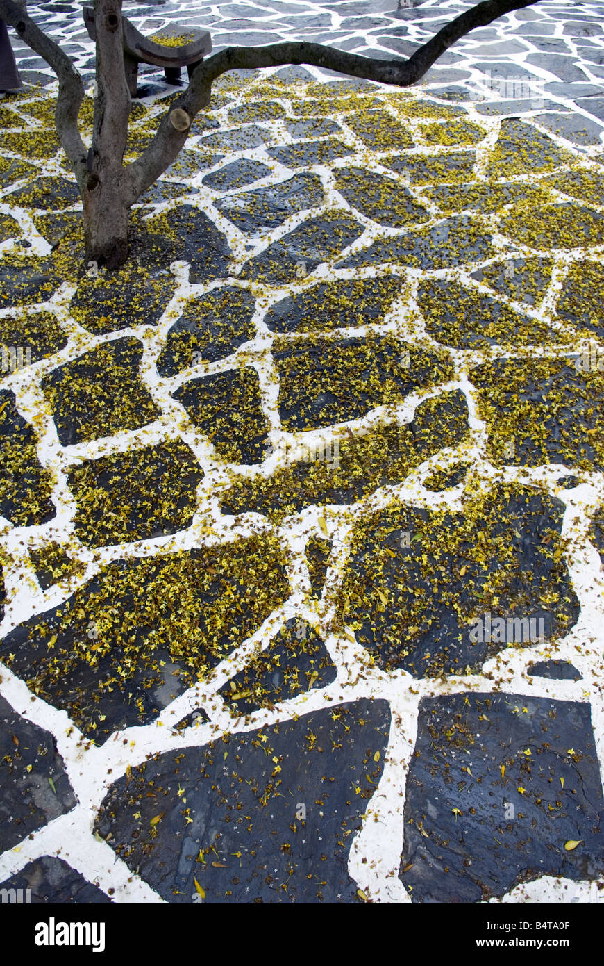 looking down onto a wet flagstone slate terrace with tree and fallen ...