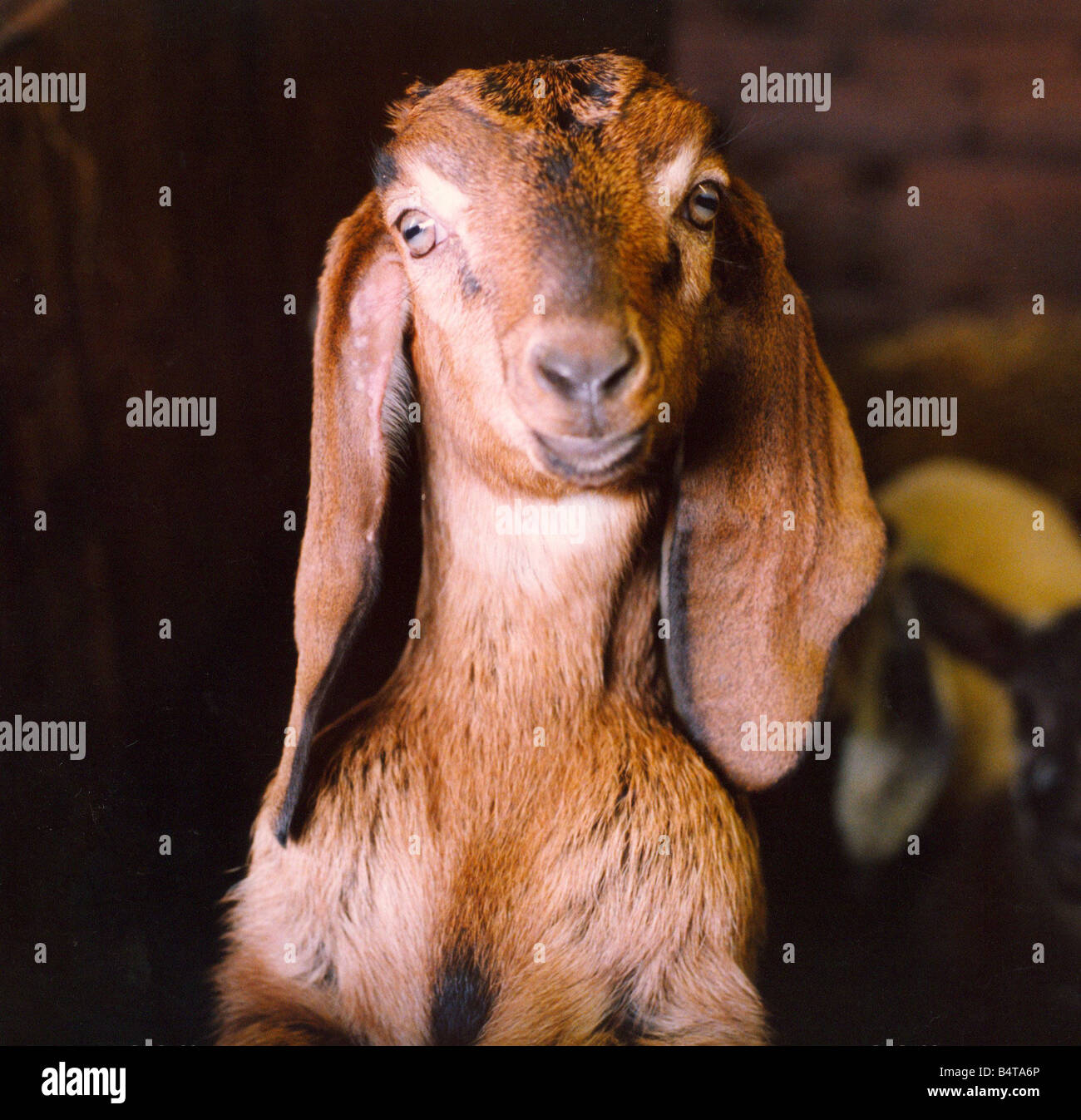 A goat with long ears Stock Photo - Alamy