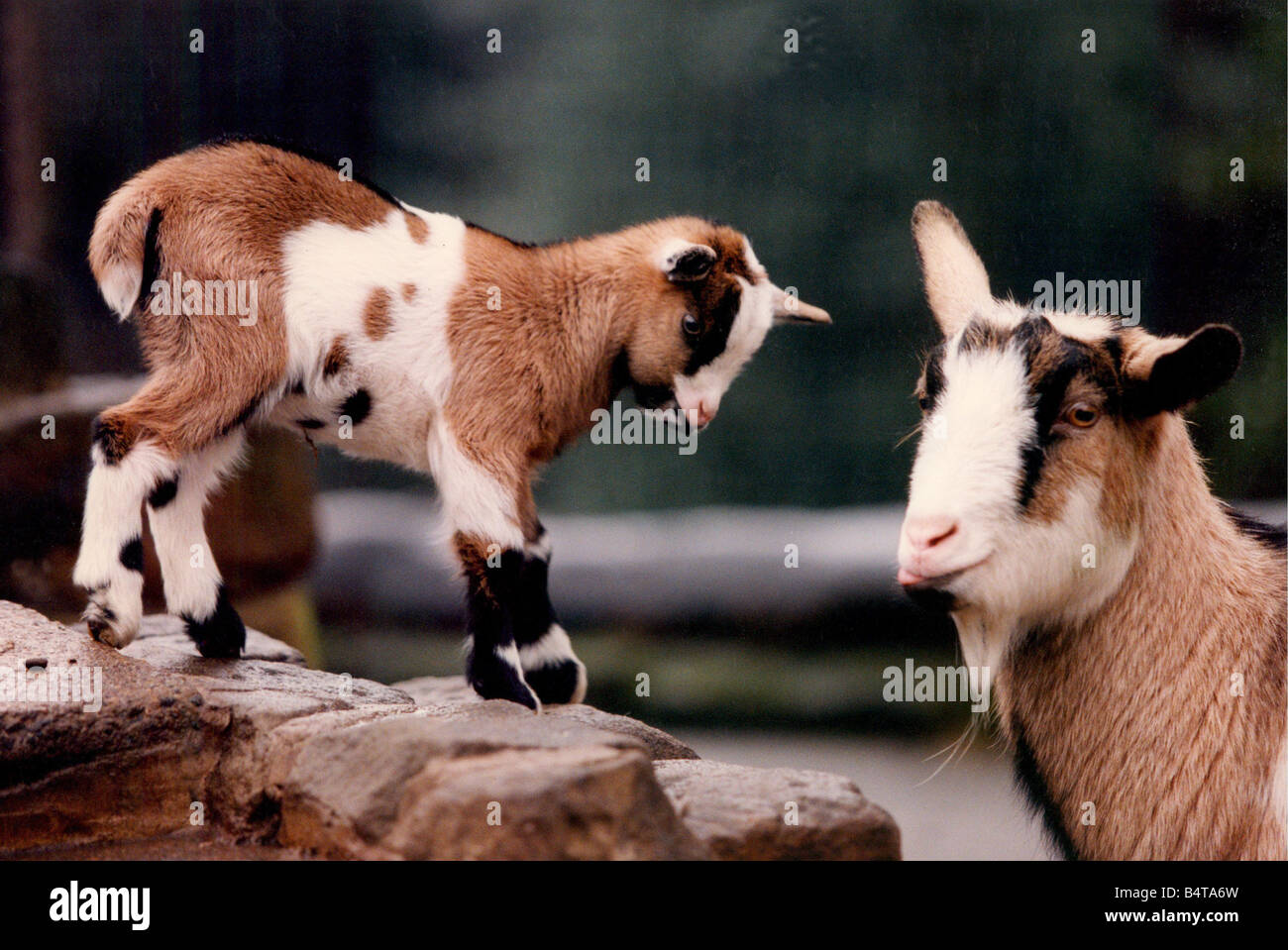 A goat with her kid Stock Photo - Alamy