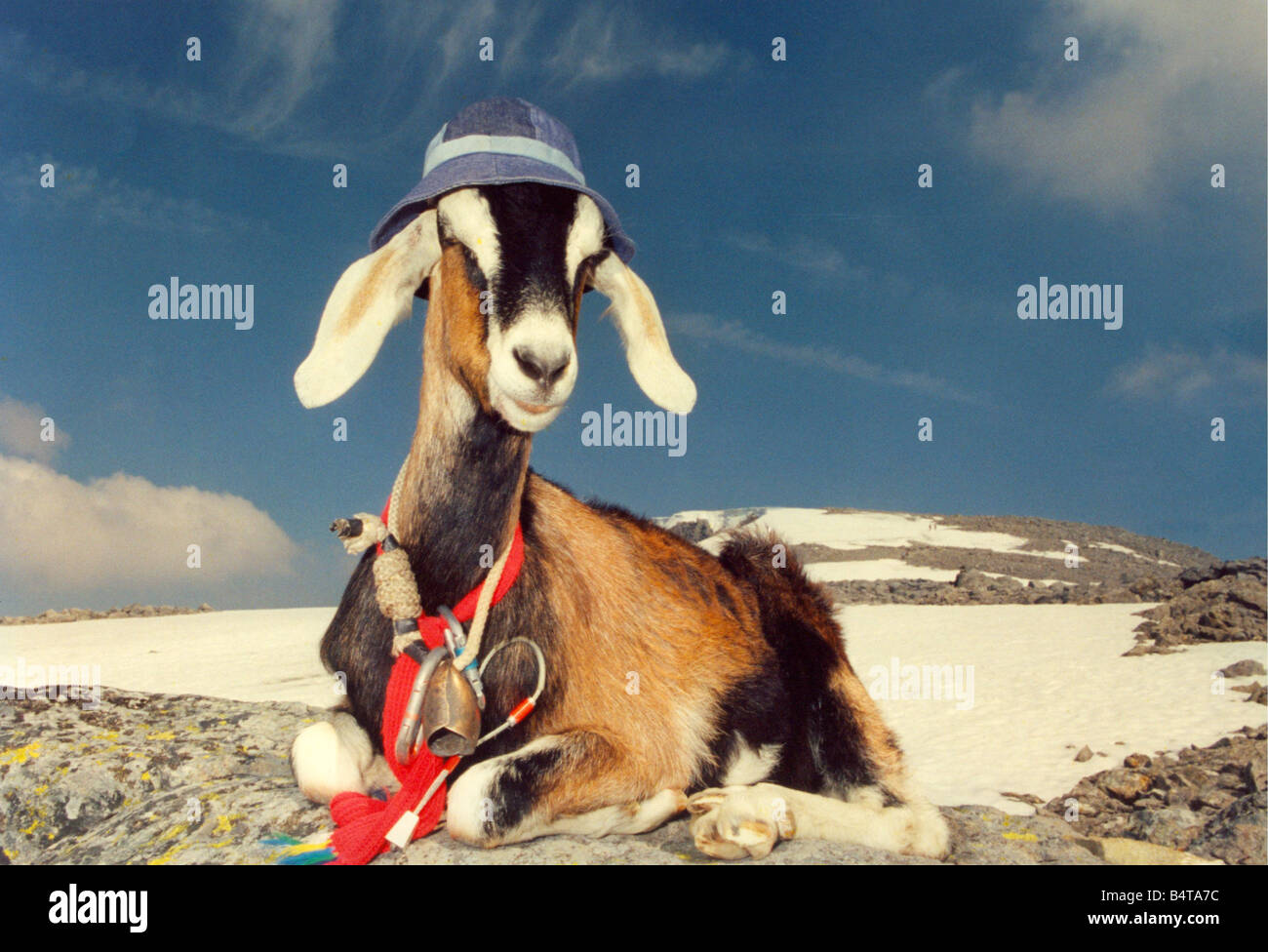 A goat with his hat on Stock Photo - Alamy